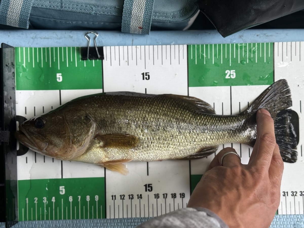 童夢CUP: From Sodegaura