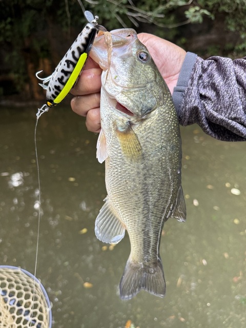 ヘビーカバーズ高滝戦: From Sodegaura