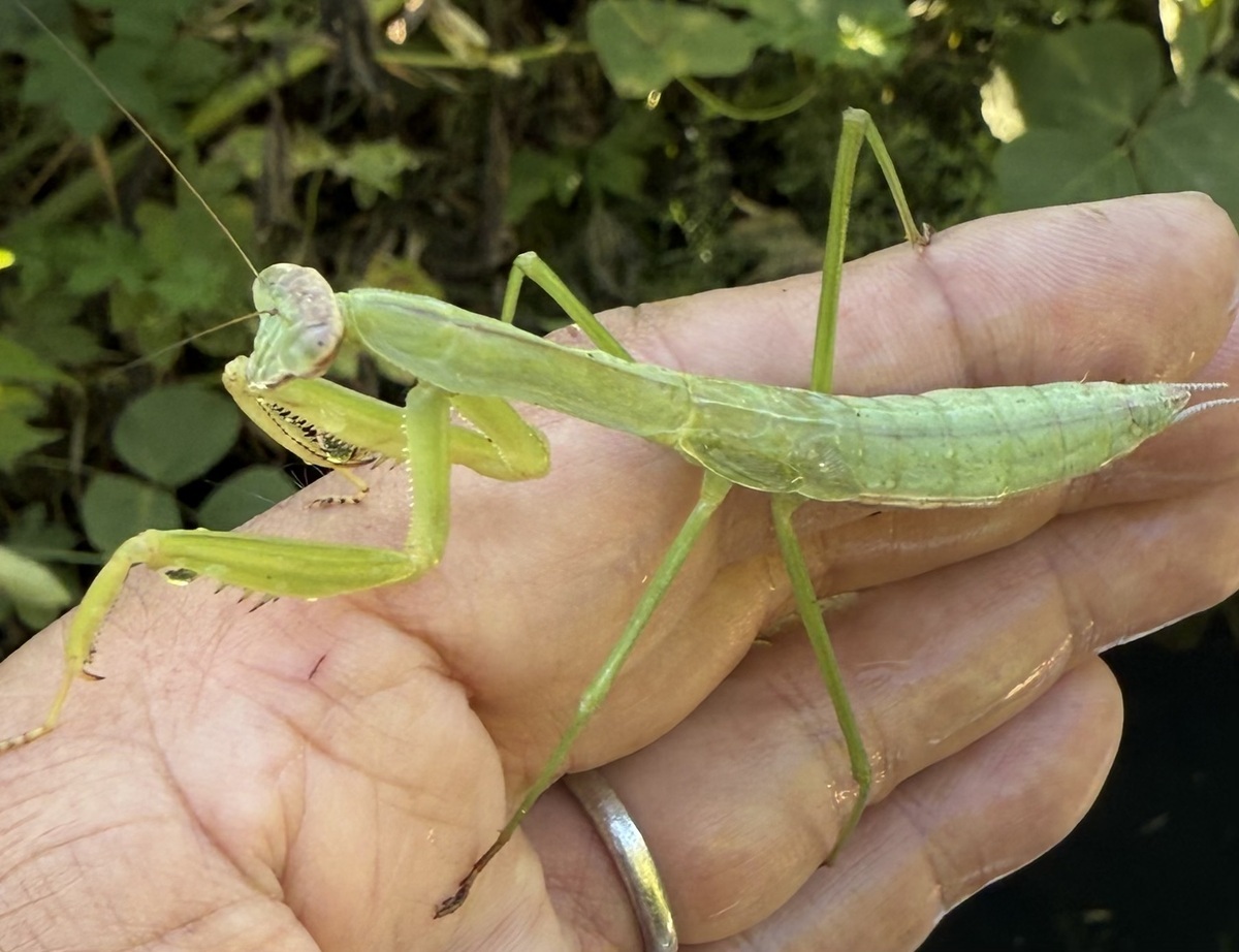 ササバモとカマキリ: From Sodegaura