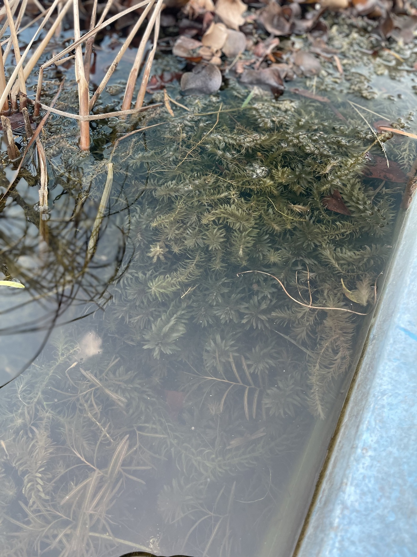 レアメタル: From Sodegaura